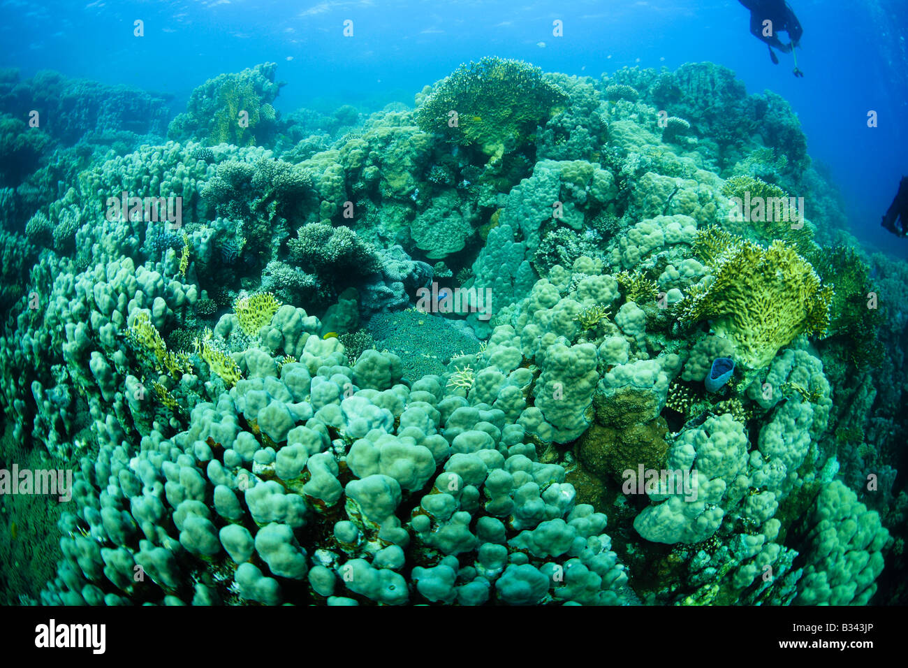 Red Sea coral reef, Egypt Stock Photo - Alamy