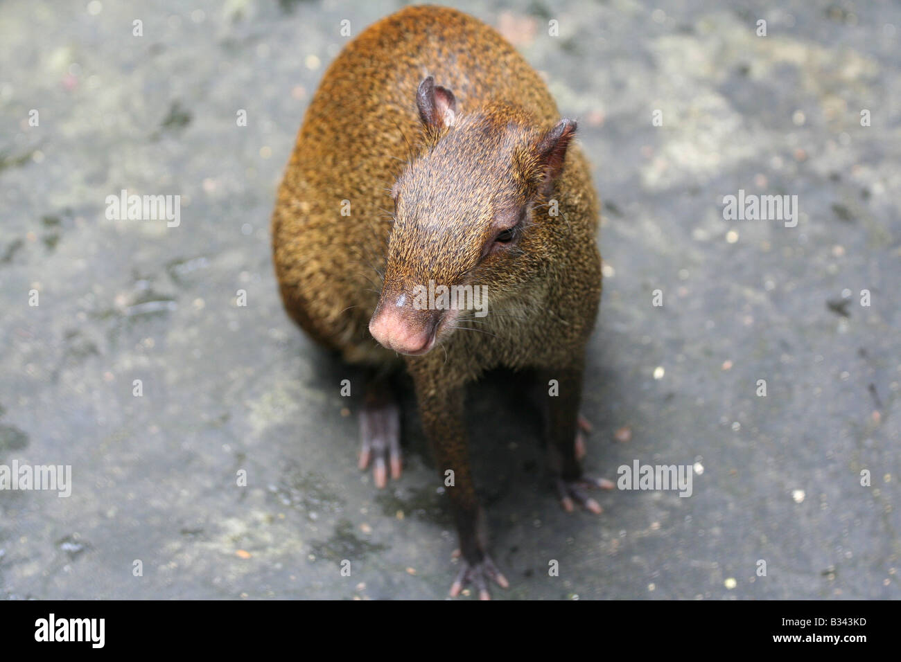 Tropical rodent hi-res stock photography and images - Alamy