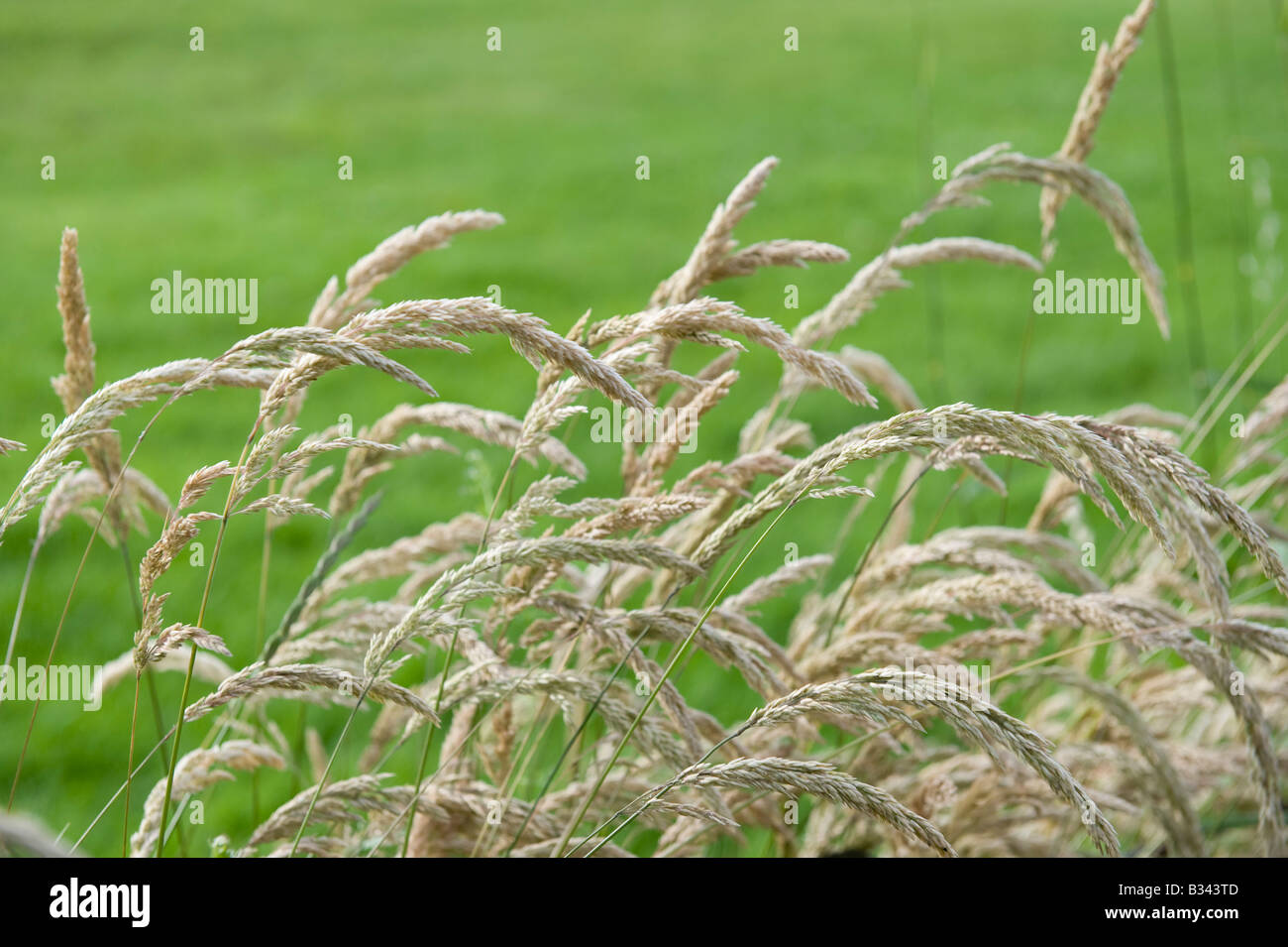 Landscape with grazing field Kelso Scotland grass seed heads Stock ...