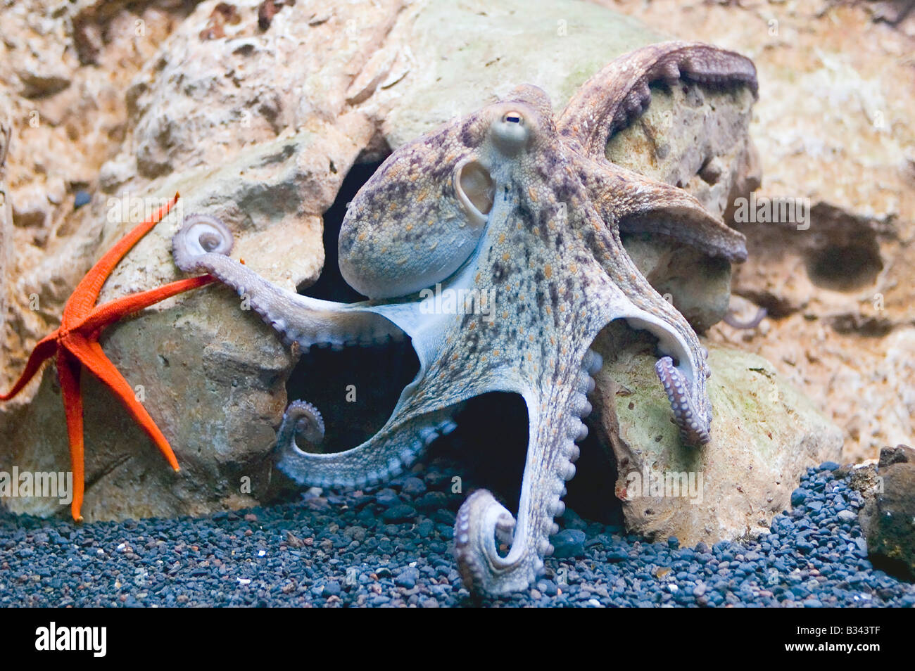 Octopus cave hi-res stock photography and images - Alamy