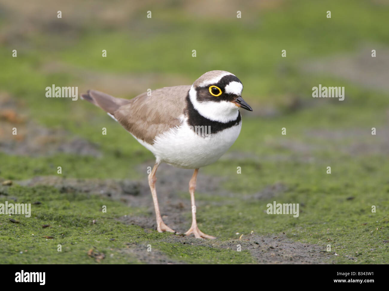Little ringed plover Stock Photo - Alamy