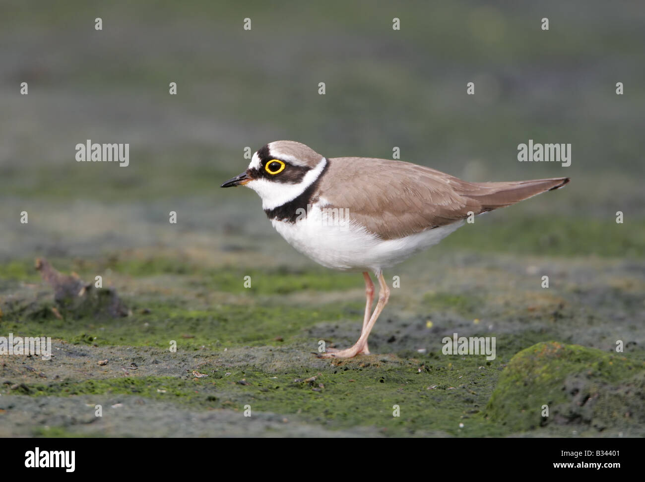Little ringed plover Stock Photo - Alamy