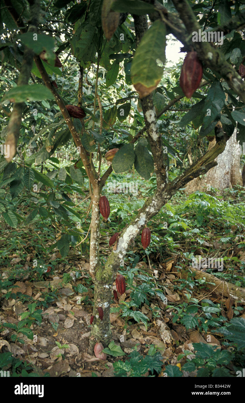 Cocoa beans pods tree hi-res stock photography and images - Alamy