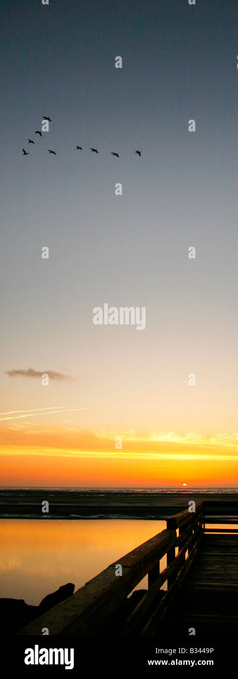 Sunrise over pier with migratory birds in flight, St. Simons Island ...
