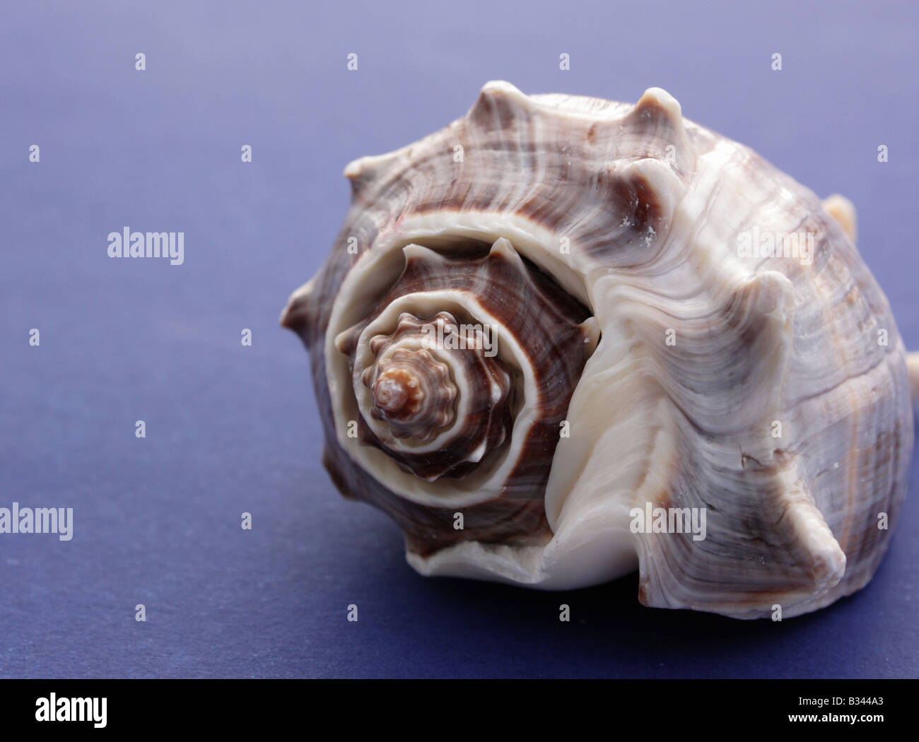 Spiral sea ocean deep shell hi-res stock photography and images - Alamy