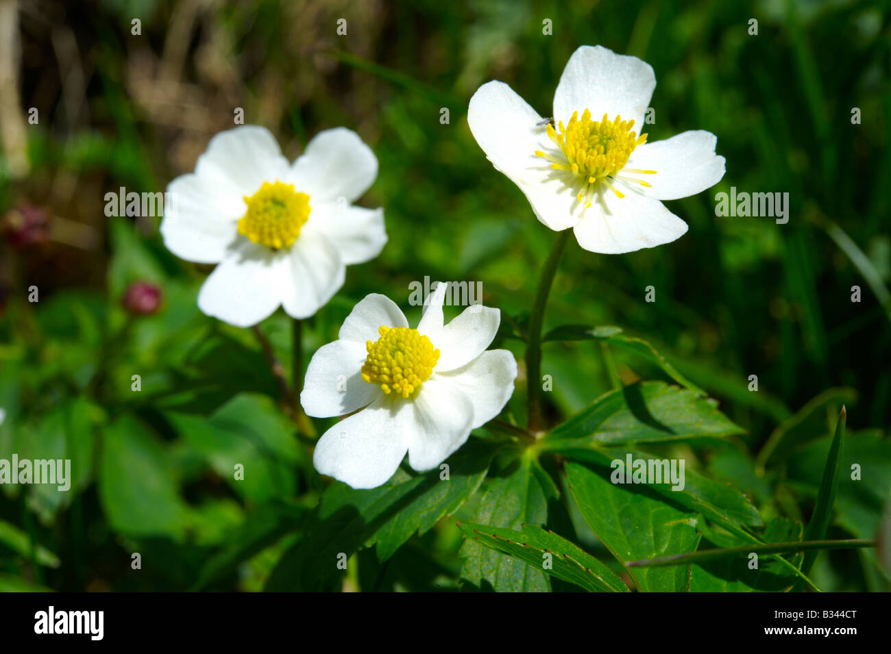 Alpine Buttercup ( Ranunculus Alpestris ) , Bernese Alps, Switzerland ...