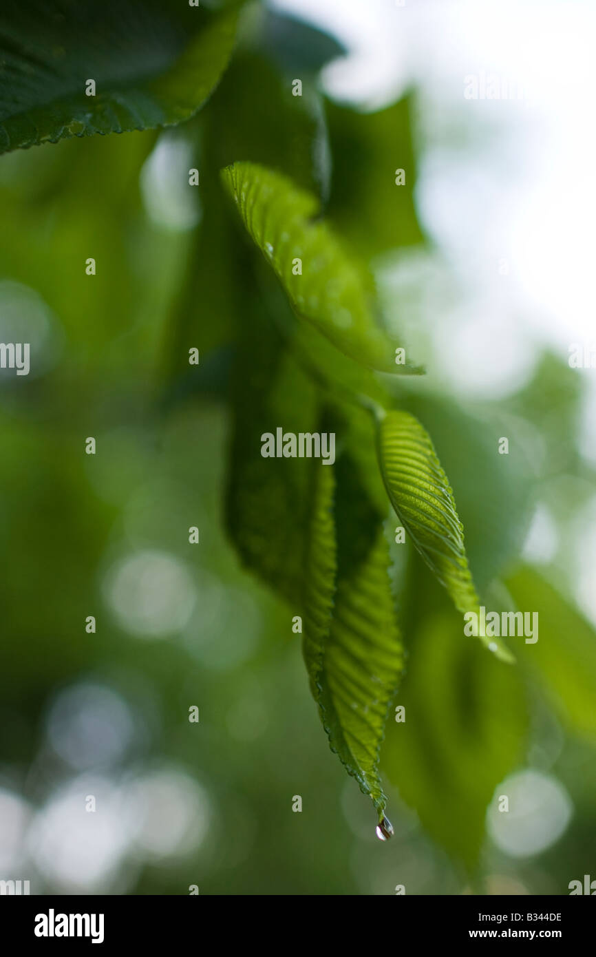 Water drop falling off of a green leaf on a rainy day Stock Photo - Alamy