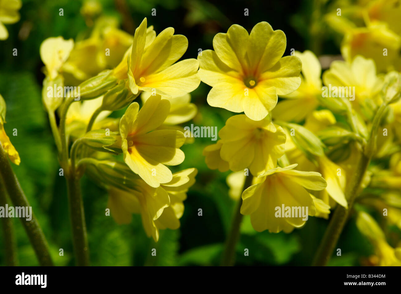 Alpine Oxslip ( Primula elatior ) - Bernese Alps Switzerland Stock ...