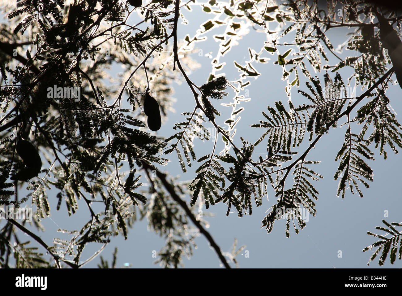 Monkey pod tree hi-res stock photography and images - Alamy