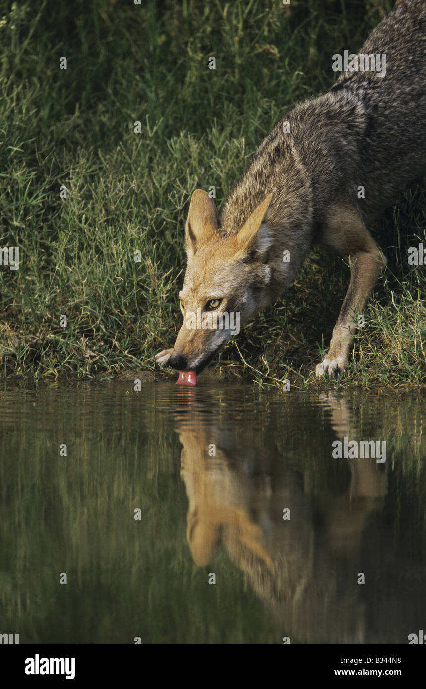 Coyote drinking hi-res stock photography and images - Alamy