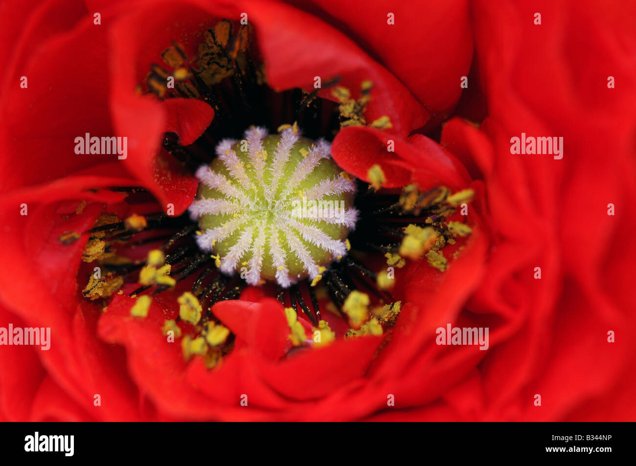Macro poppy centre Stock Photo - Alamy