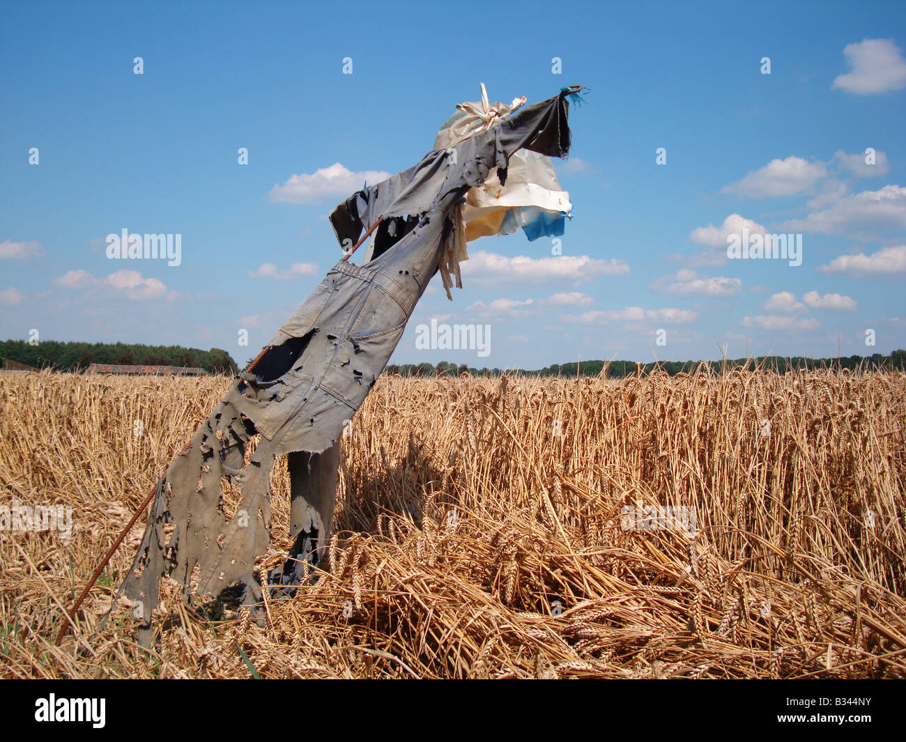 scarecrow in wheat field Stock Photo - Alamy