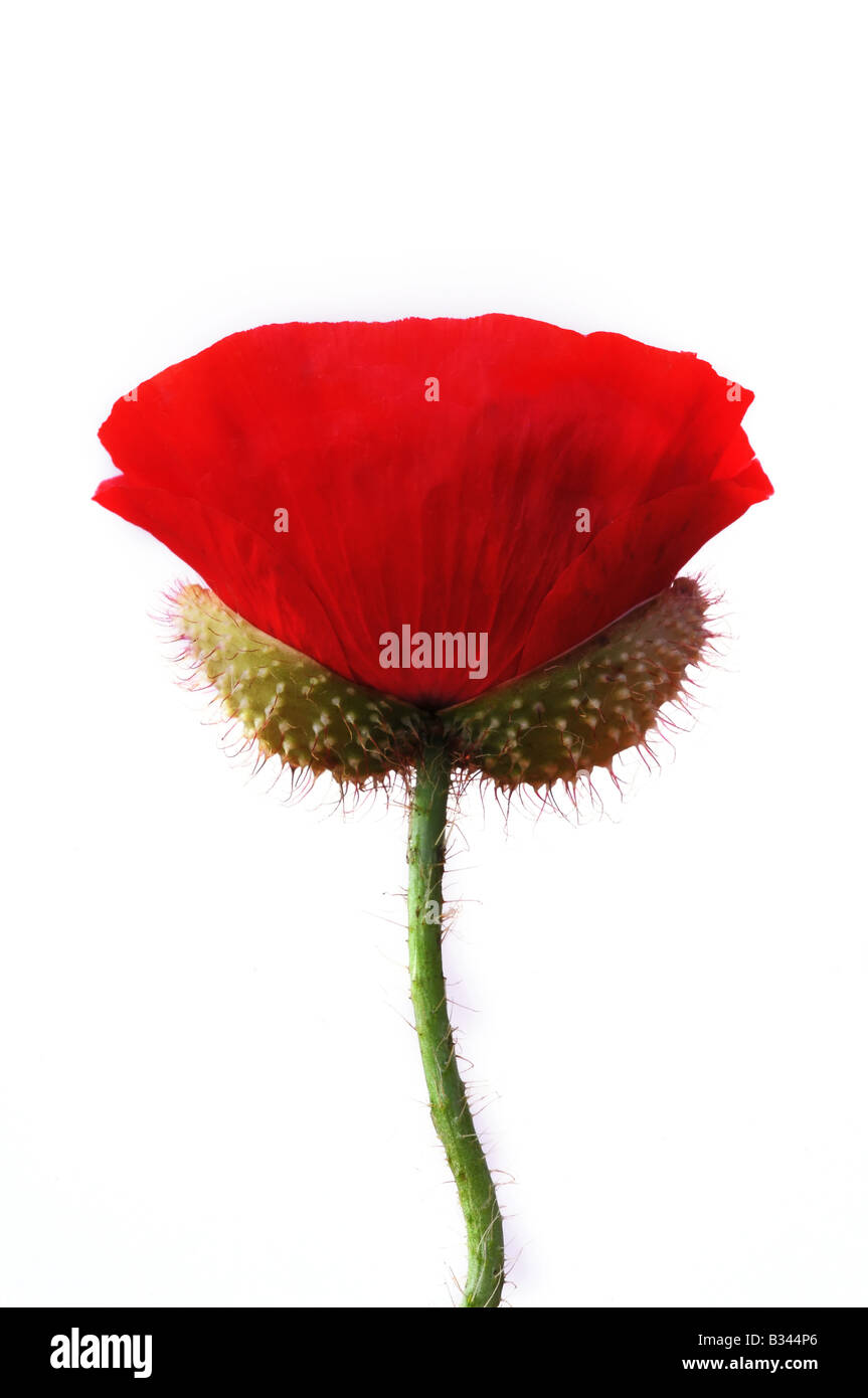 Poppy isolated on white background Stock Photo - Alamy