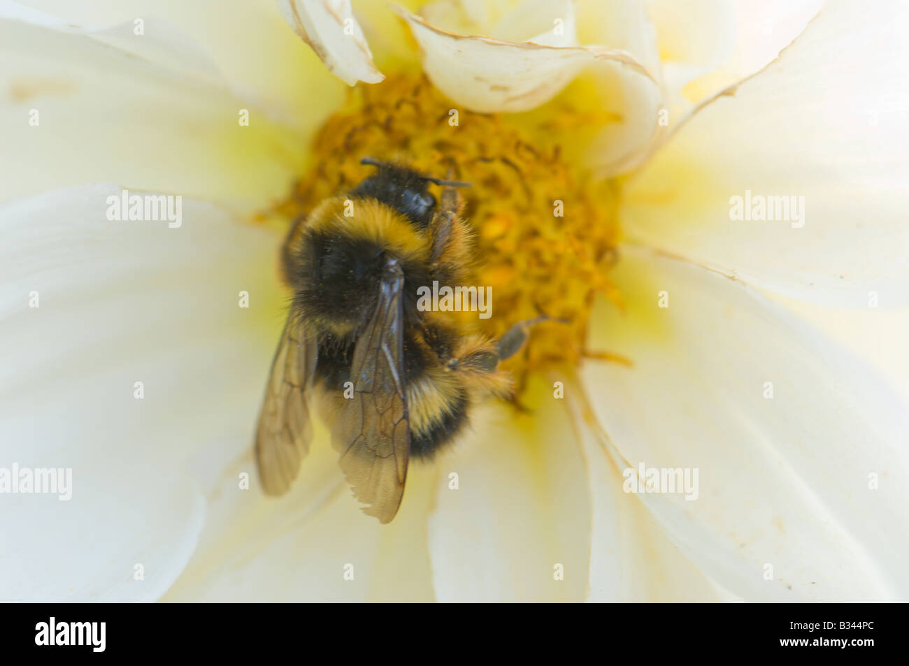 Bee anatomy hi-res stock photography and images - Alamy