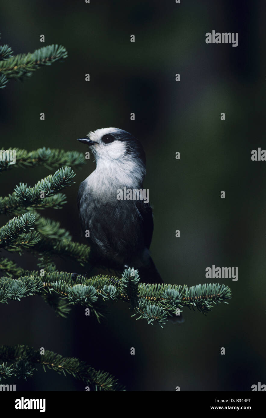 Gray Jay Perisoreus canadensis adult perched on fir tree Yellowstone ...