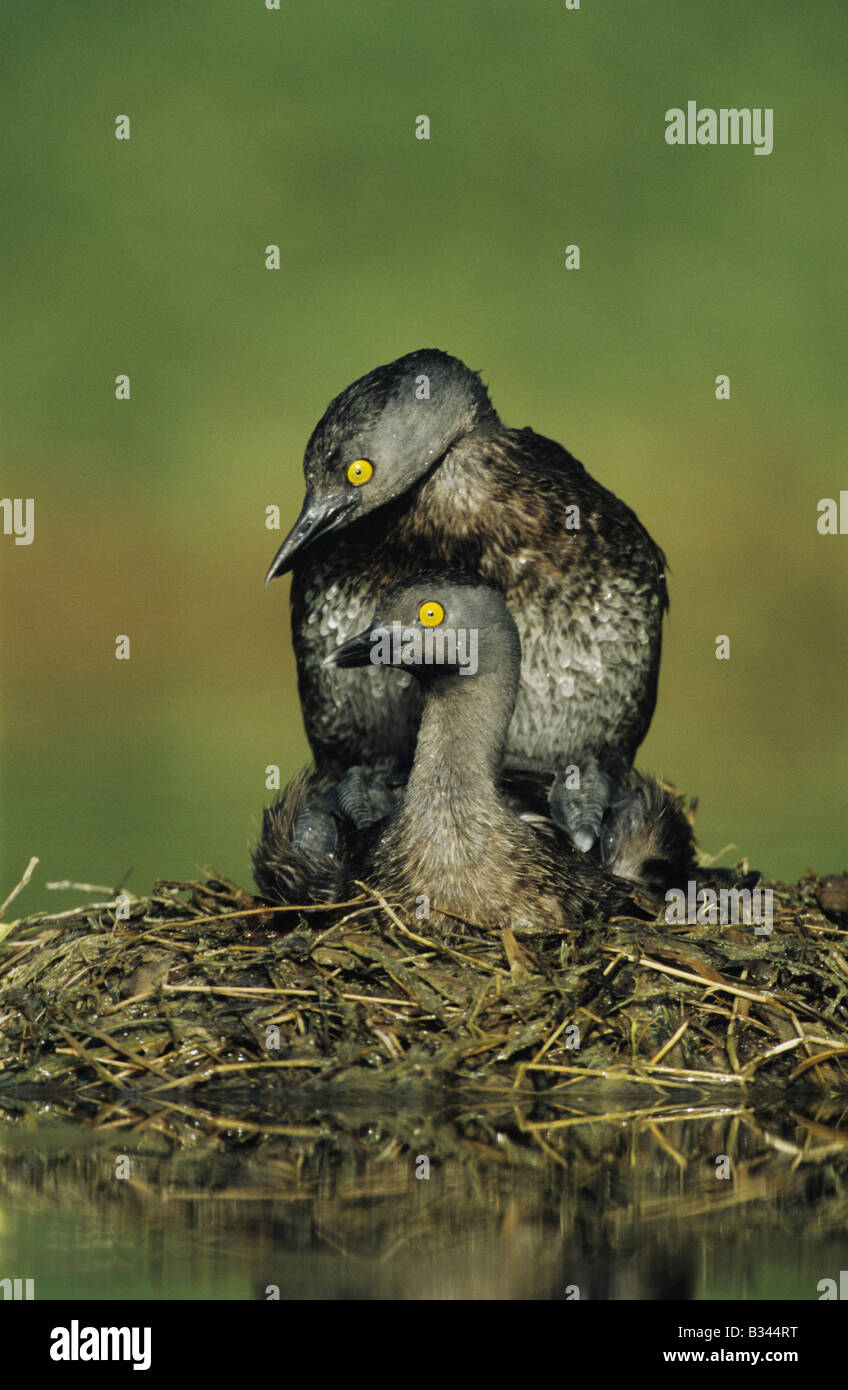 Least Grebe Tachybaptus dominicus pair mating on nest Starr County Rio ...