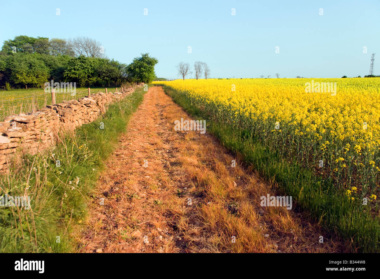 Golden pathway on the edge of a Rape seed field Stock Photo - Alamy