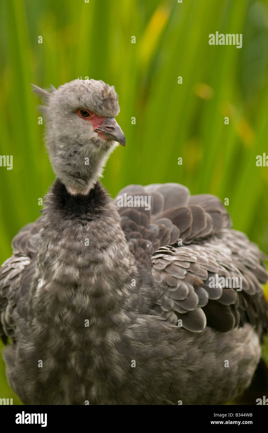 Screamer bird hi-res stock photography and images - Alamy