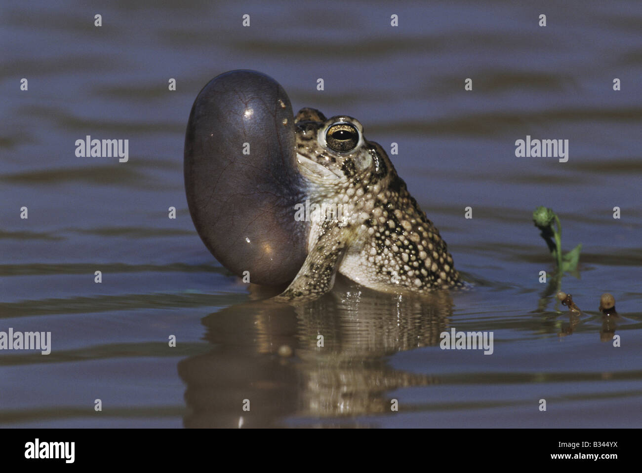Texas Toad Bufo speciosus male calling sac inflated Starr County Rio ...
