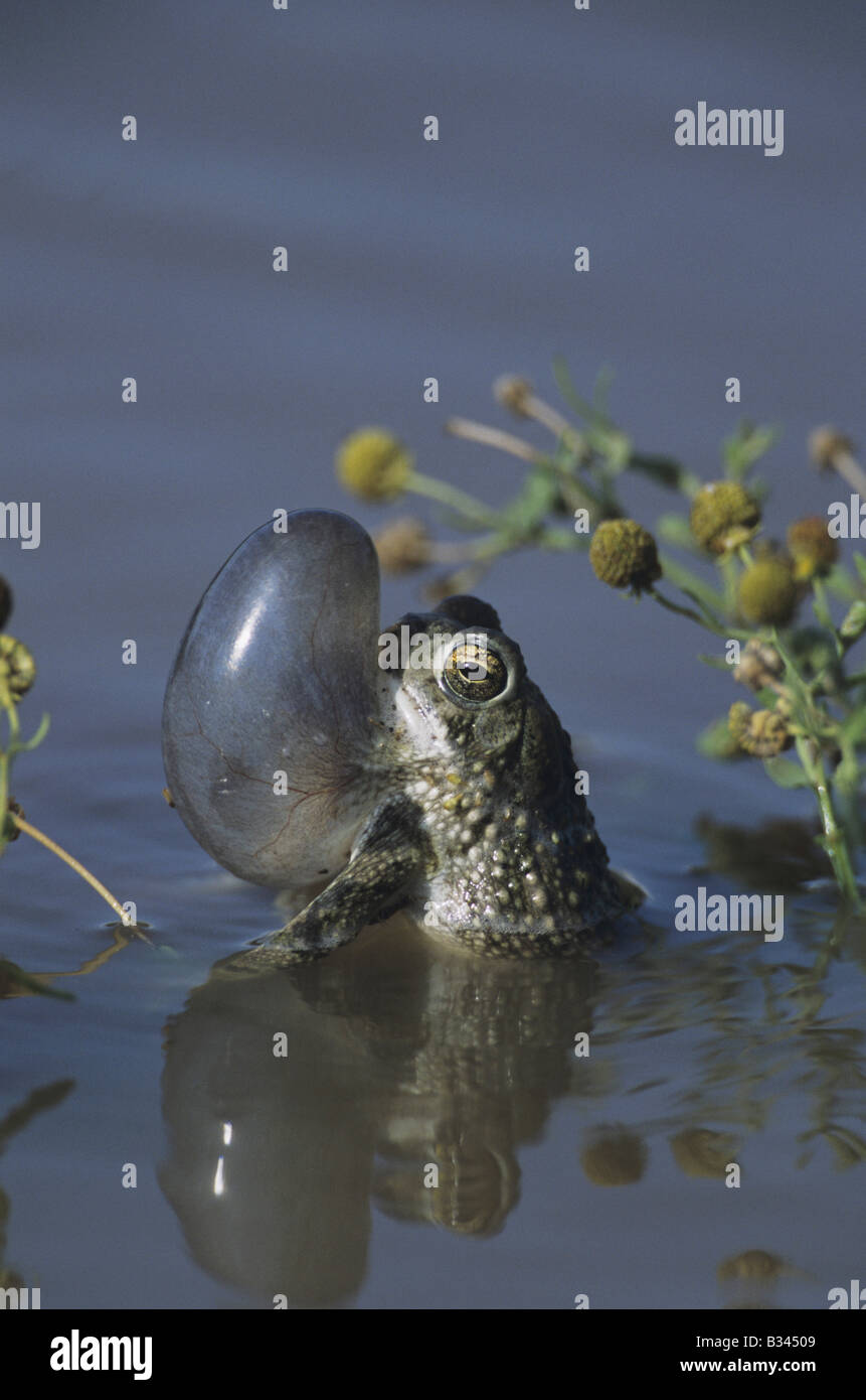 Texas Toad Bufo speciosus male calling sac inflated Starr County Rio ...