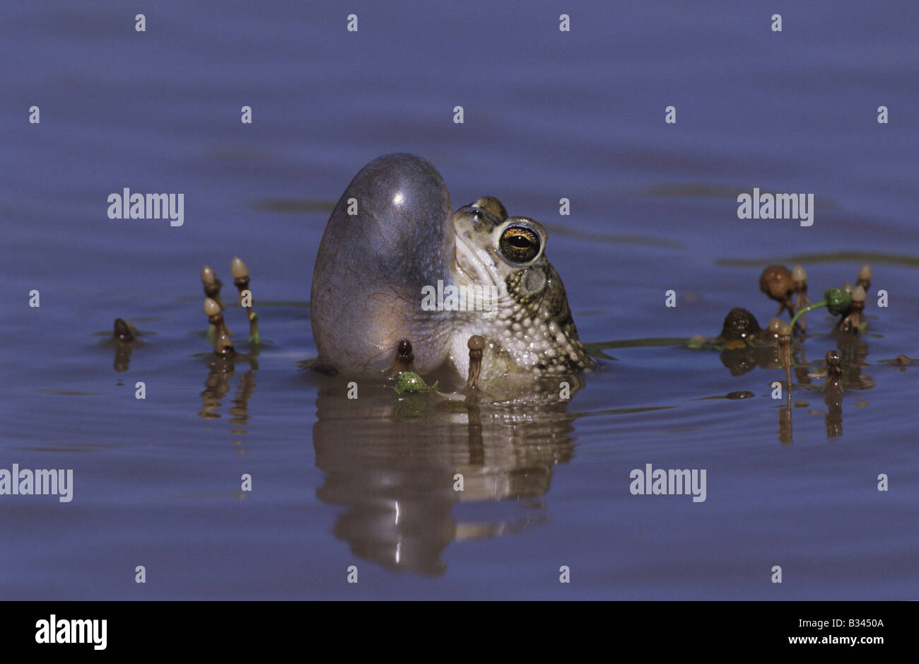 Texas Toad Bufo speciosus male calling sac inflated Starr County Rio ...
