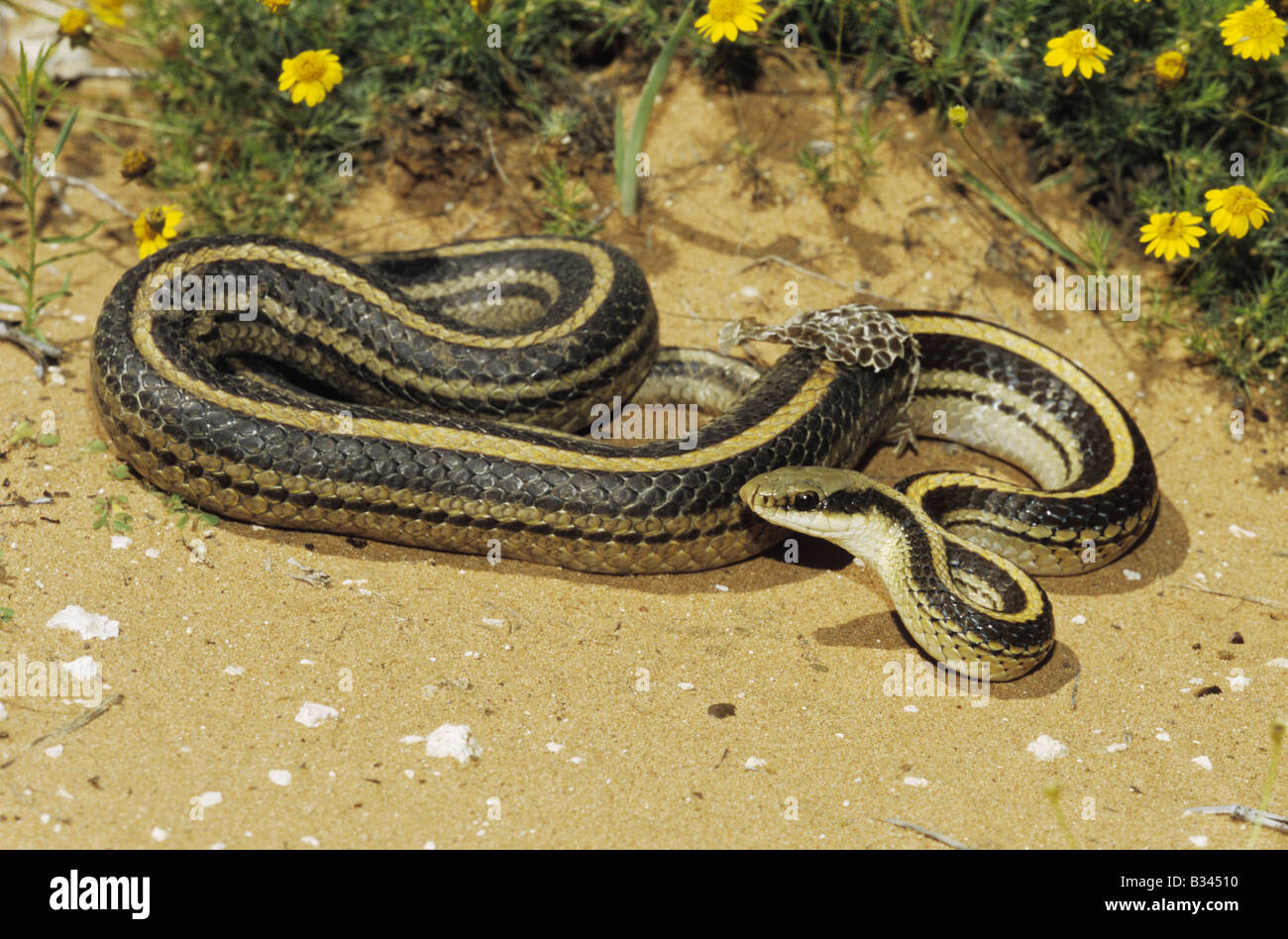 Snake shedding skin hi-res stock photography and images - Alamy