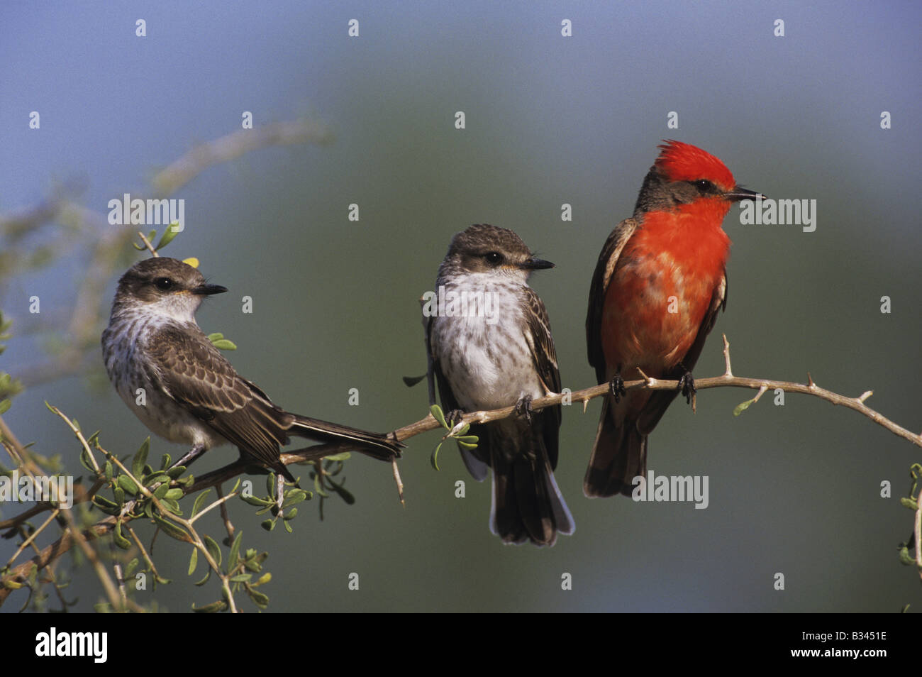 Vermillion Flycatcher Pyrocephalus rubinus male with young Starr County ...