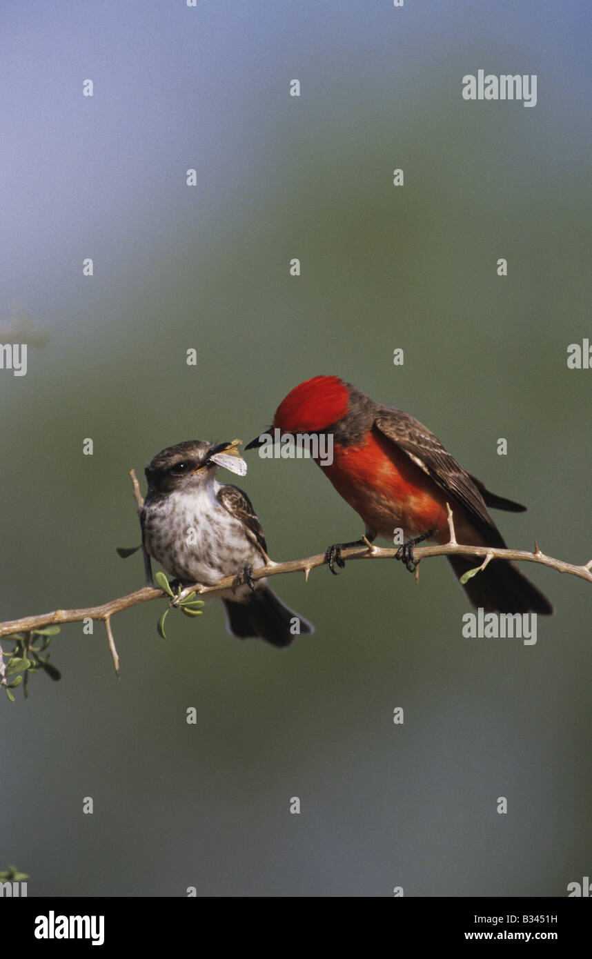 Vermillion Flycatcher Pyrocephalus rubinus male feeding moth prey to ...