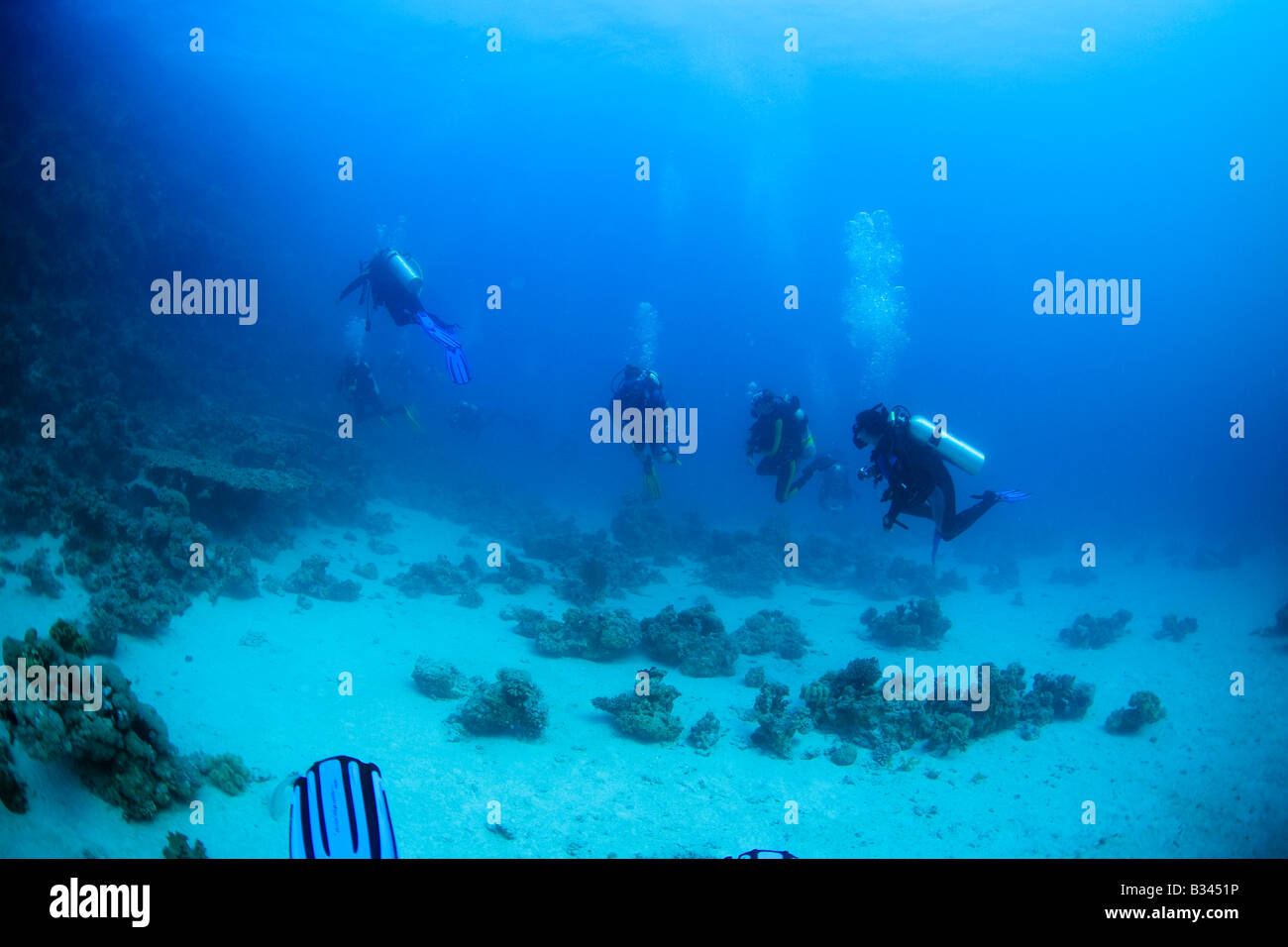 Scuba divers in the Red Sea, Egypt Stock Photo - Alamy