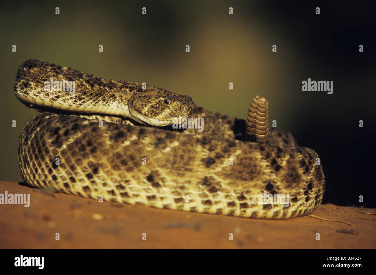 Western Diamondback Rattlesnake Crotalus atrox adult in defense pose ...