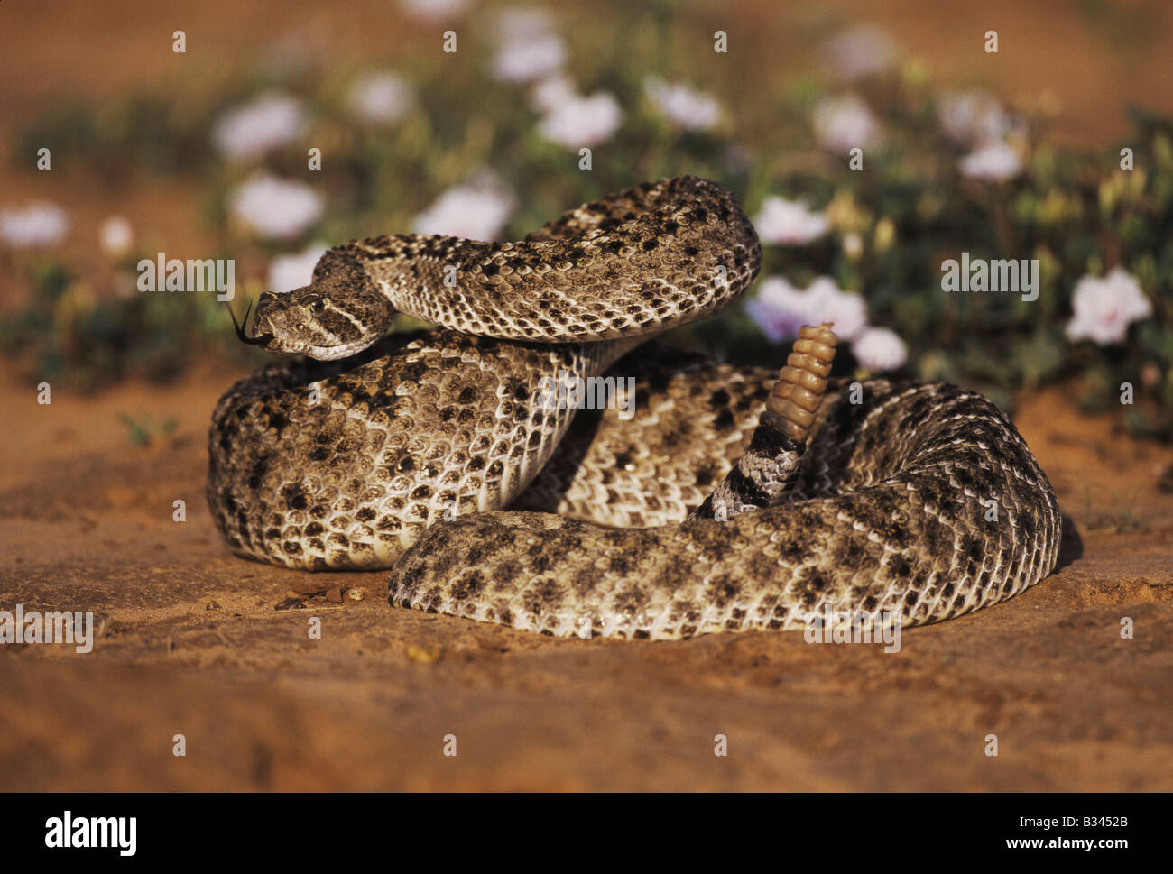 Western Diamondback Rattlesnake Crotalus atrox adult in defense pose ...