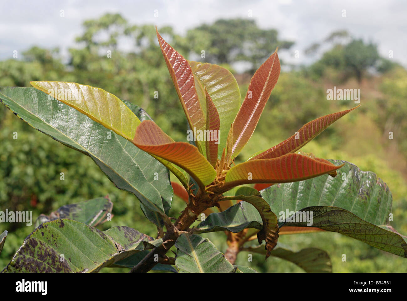 Young leaves of Holigarna grahamii. This large leaved evergreen tree is ...