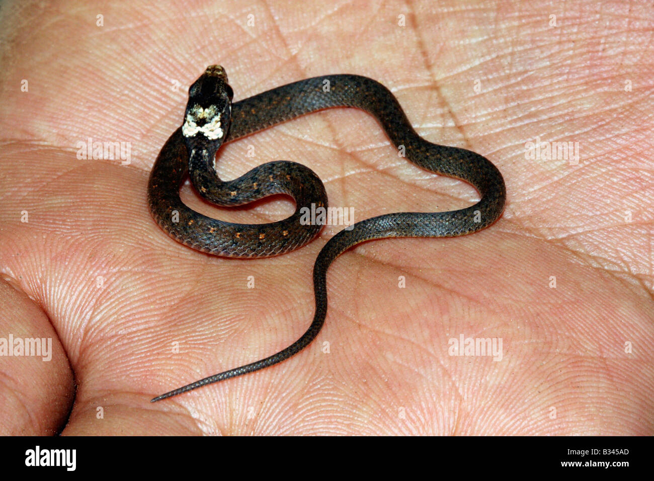 BEDDOME'S KEELBACK. Amphiesma beddomei. Non venomous, Common. Juvenile ...