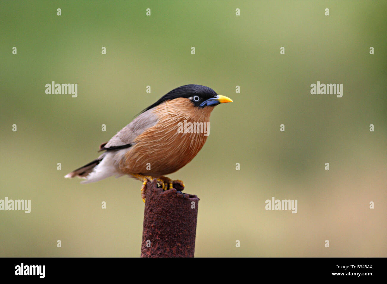 Sturnus pagodarum hi-res stock photography and images - Alamy