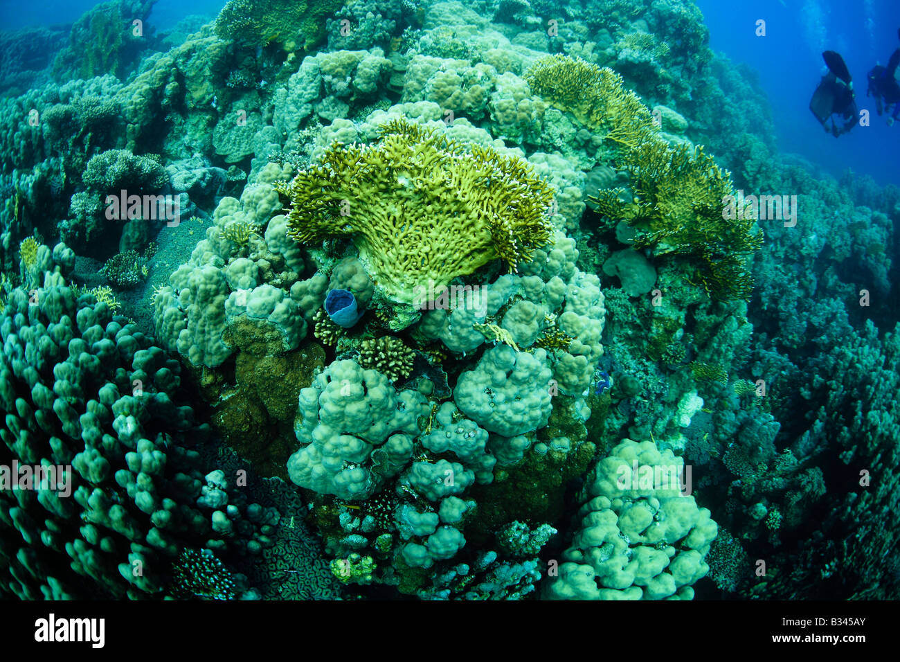 Red Sea coral reef, Egypt Stock Photo - Alamy