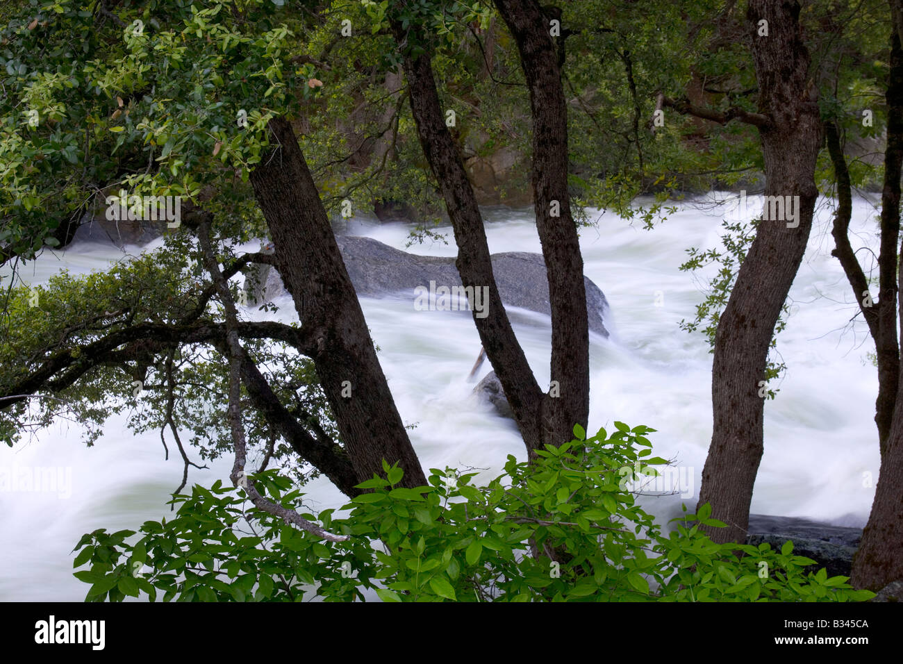 Heavy snowmelt turns the Merced River in to a raging torrent as it ...