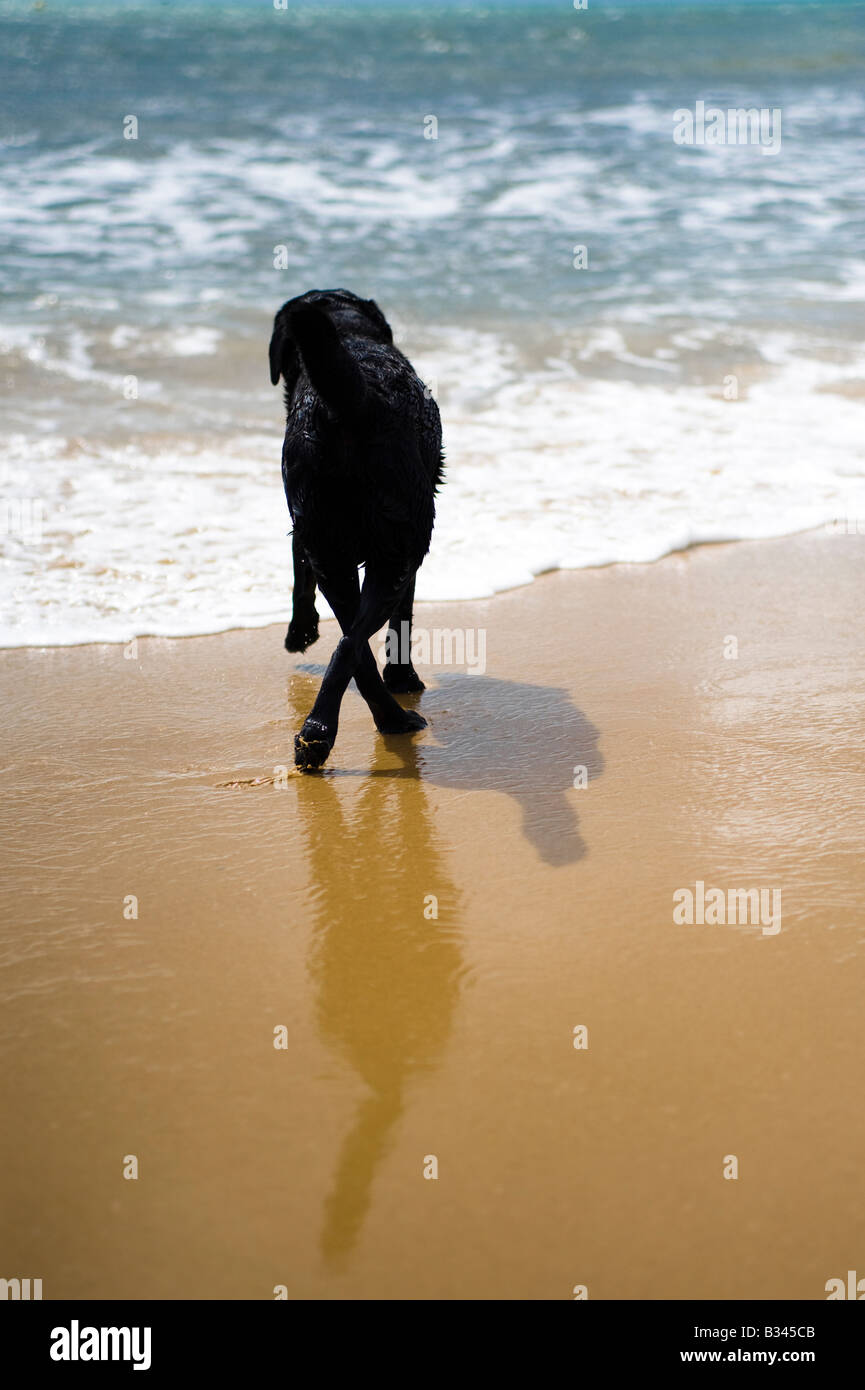 A black labrador retriever in the sea Stock Photo - Alamy