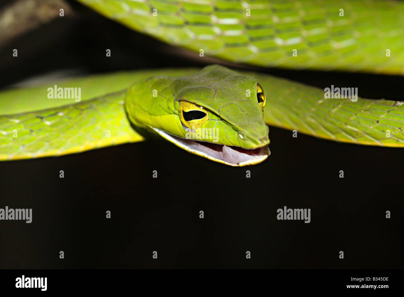 Common vine snakes hi-res stock photography and images - Alamy