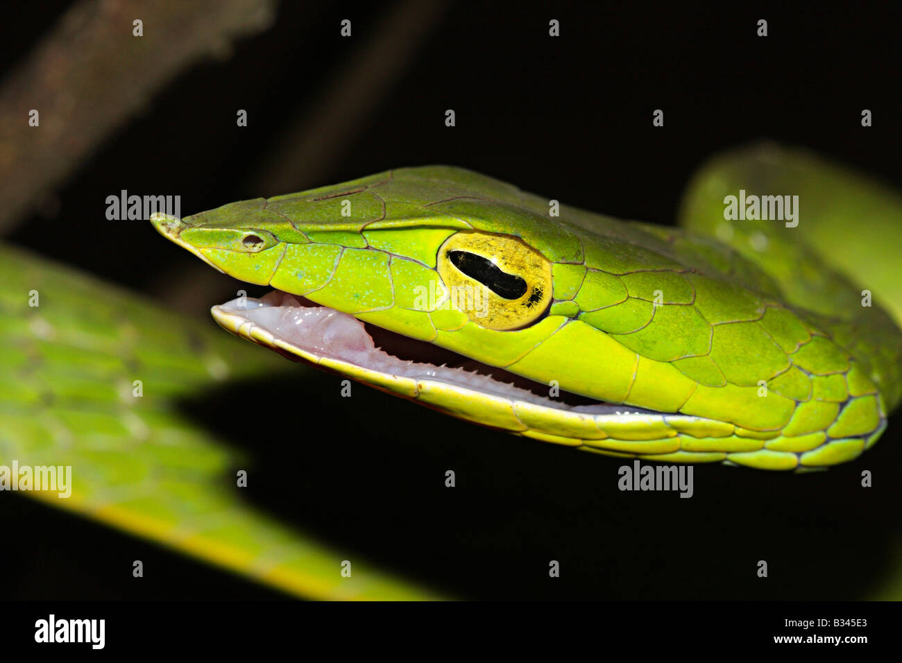 Common vine snakes hi-res stock photography and images - Alamy