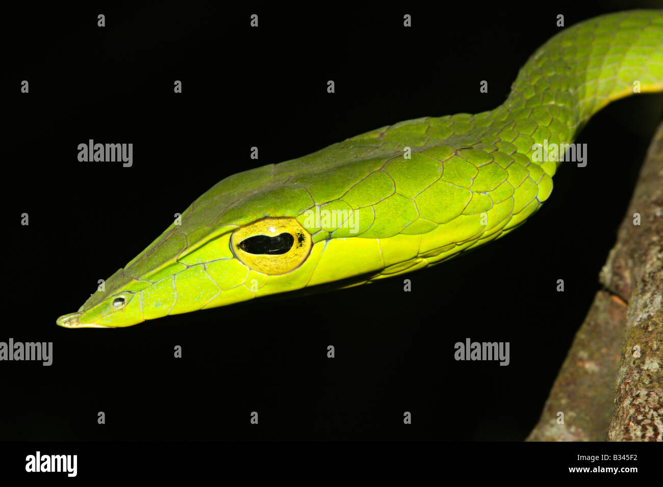 Is the green vine snake poisonous hi-res stock photography and images ...