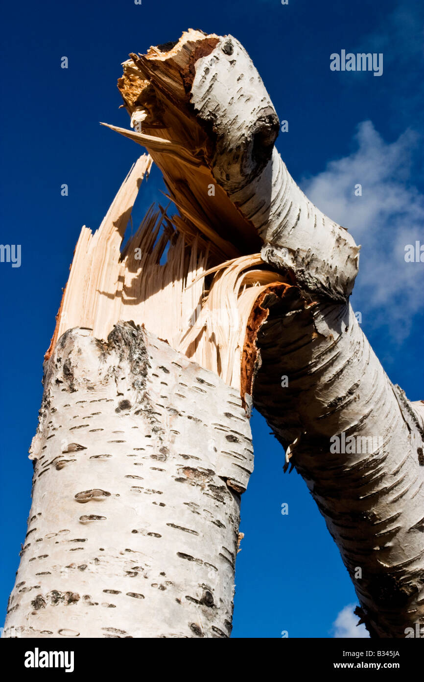 Storm damage birch tree Stock Photo - Alamy
