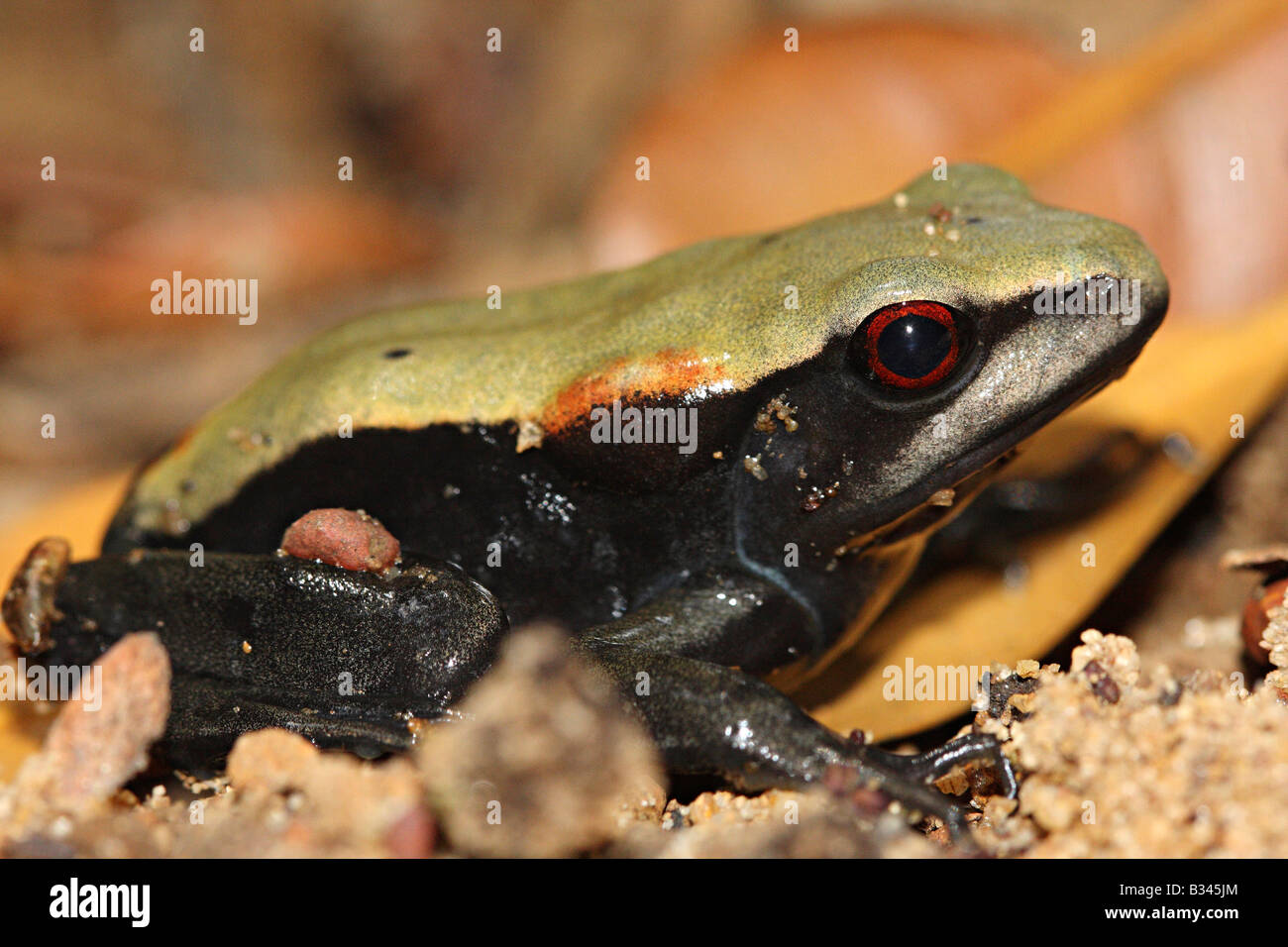 Bicolored Frog Clinotarsus curtipes (Rana curticeps Stock Photo - Alamy