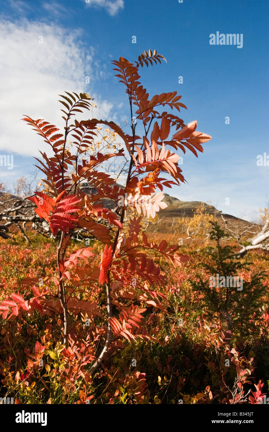Small Rowan tree at autumn Stock Photo - Alamy