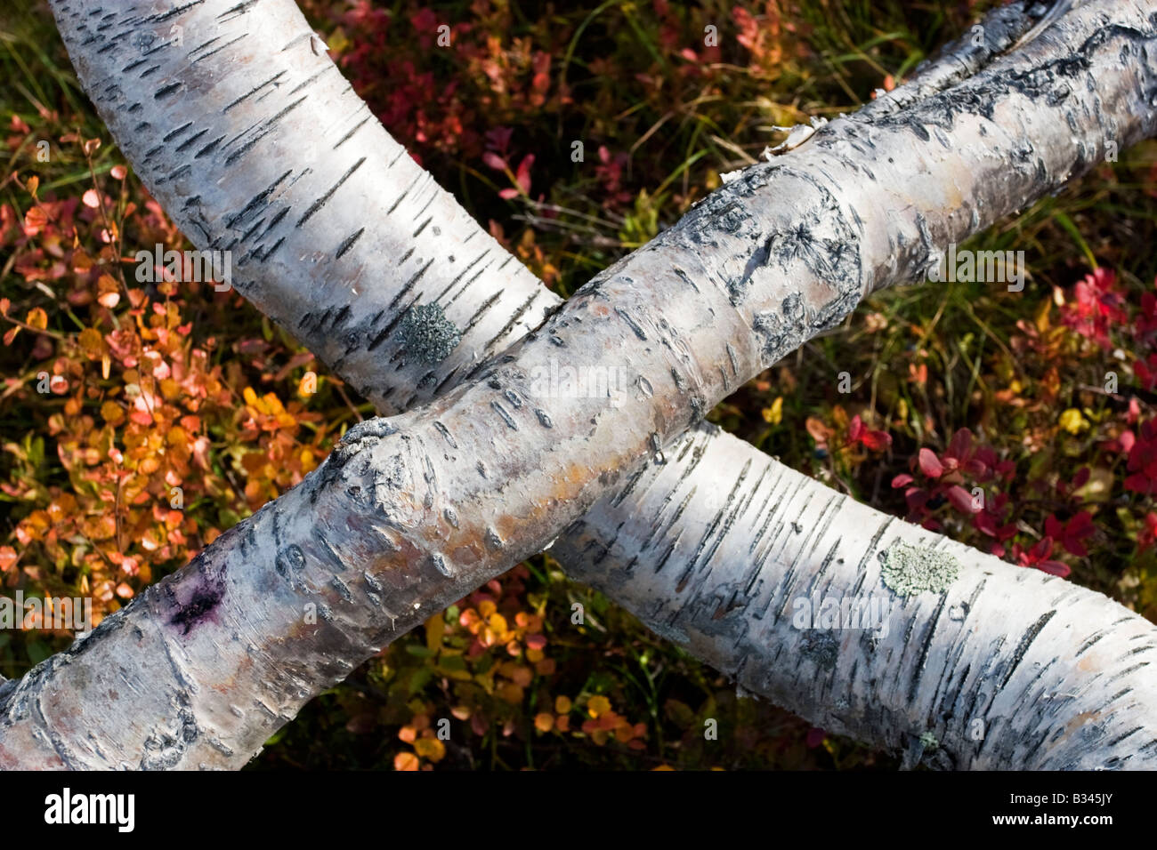 Birch tree crossing each other Stock Photo - Alamy