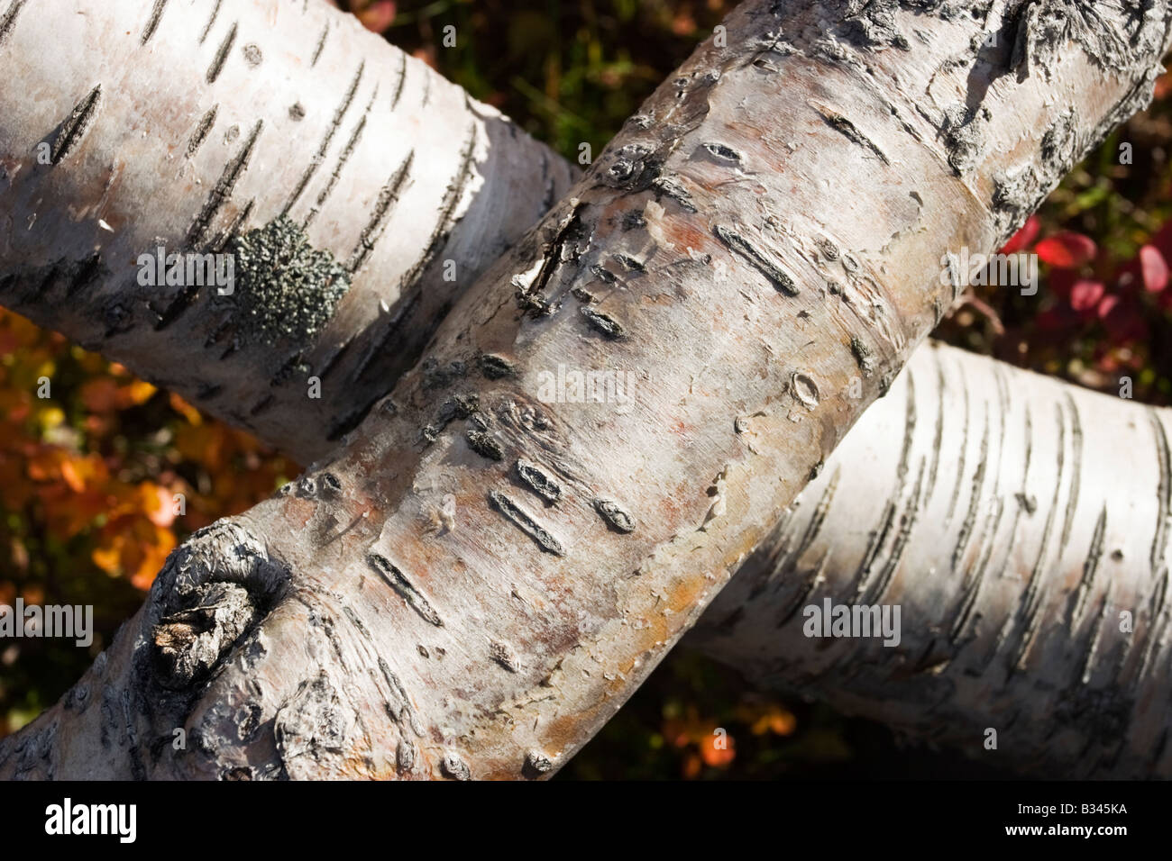 Birch tree crossing each other Stock Photo - Alamy