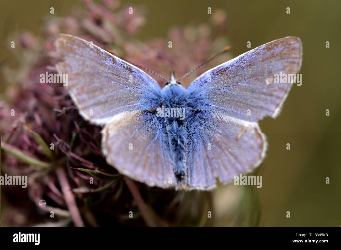 "common blue butterfly (Polyommatus icarus Stock Photo - Alamy
