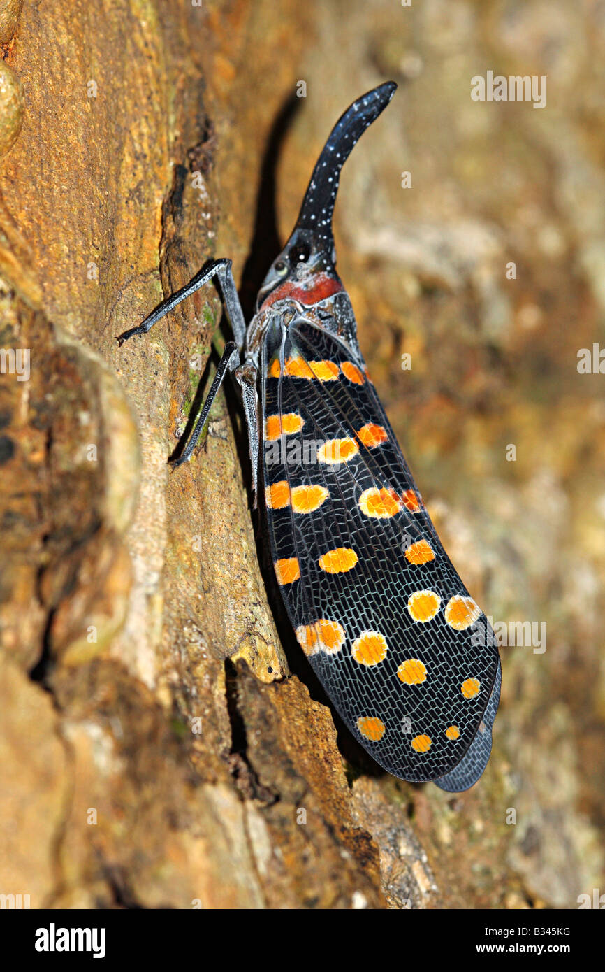 Lantern Fly (Pyrops sp Stock Photo - Alamy