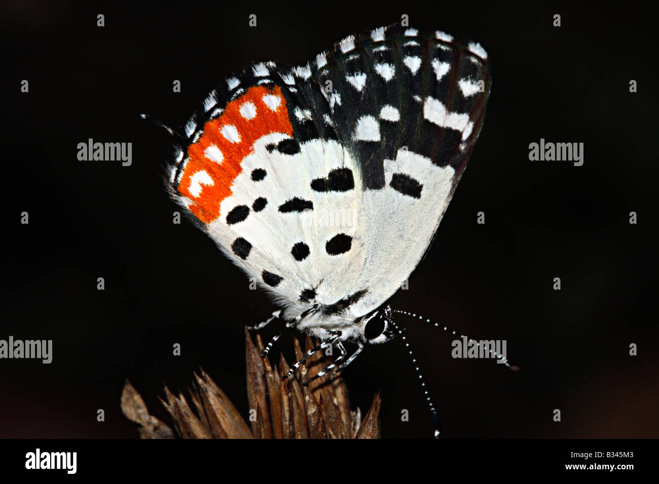 RED PIERROT Talicada nyseus Lycaenidae Uncommon Lycaenidae : Blues ...
