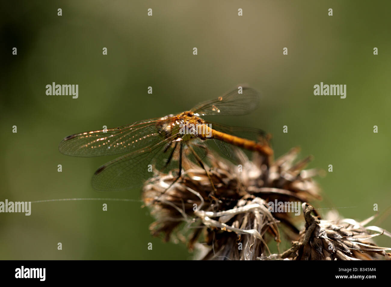 "Southern Darter Dragonfly (sympetrum meridionale Stock Photo - Alamy