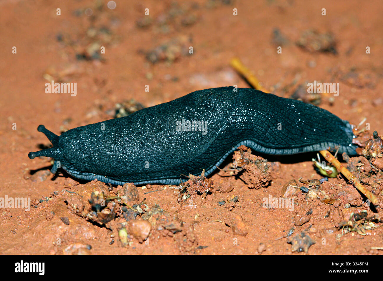 Slug (A shell-less Gastropod Stock Photo - Alamy
